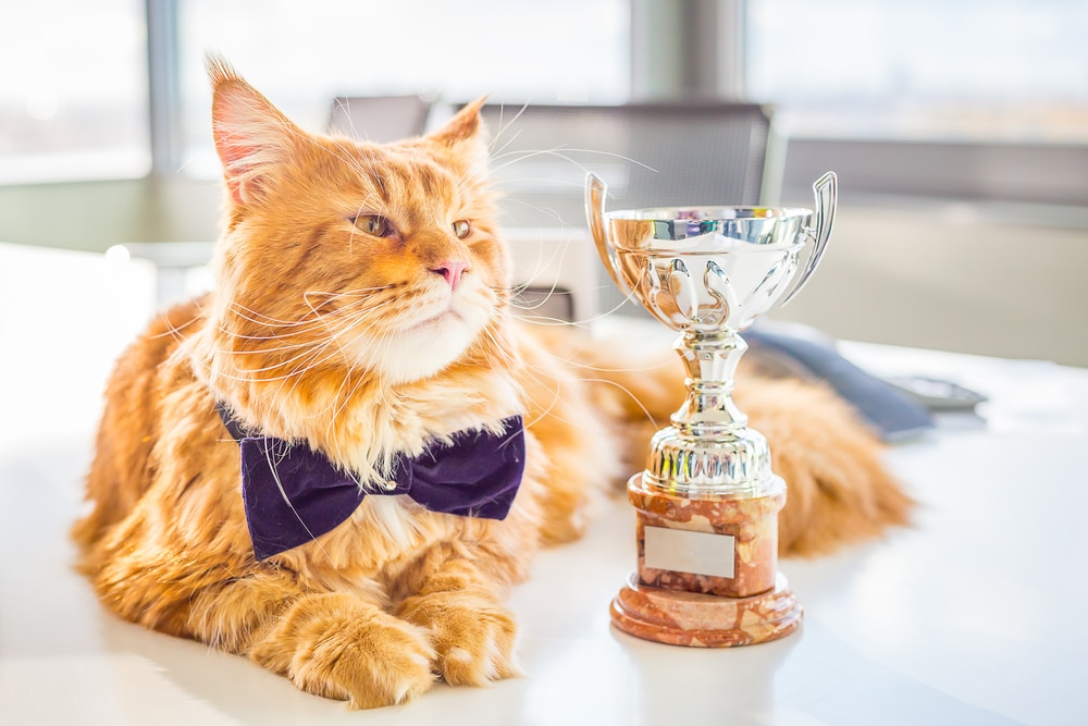 5 ways to make money with your pet - MoneyMagpie